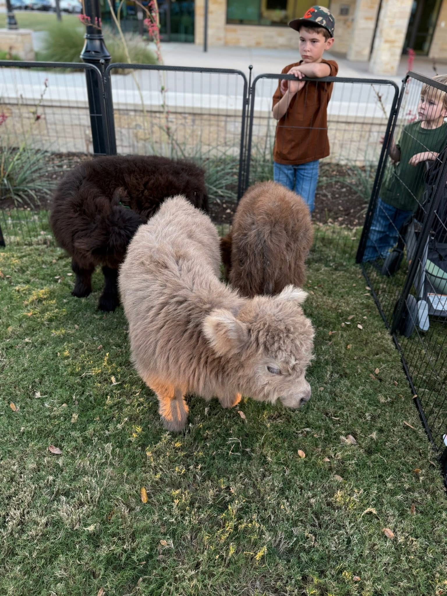 Mini highland Cattles - Home - Mini highland Cattles